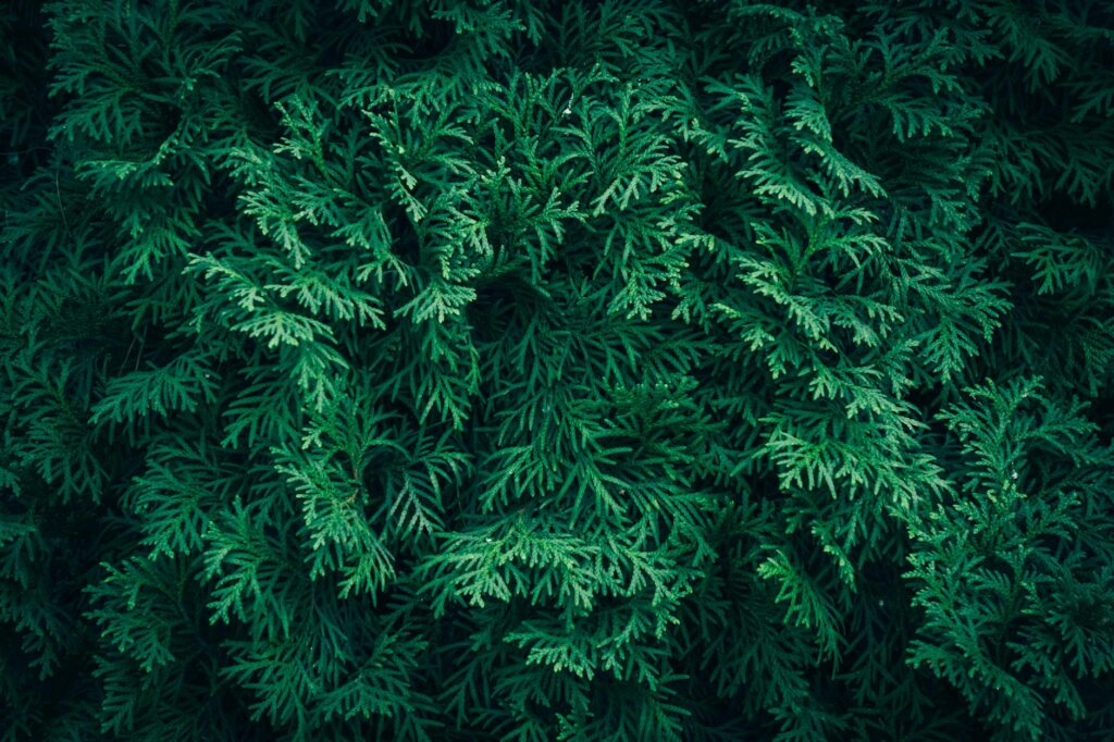 Network States & Crypto: The Next Form of Society?